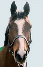 Shergar: The Mystery Behind Ireland’s ‘Pegasus’ Part I