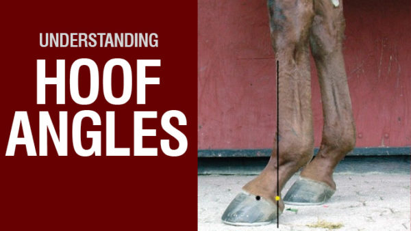 Hoof Angles: Understanding Them and The Dos and Don'ts