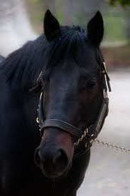 vibank – Horse Canada