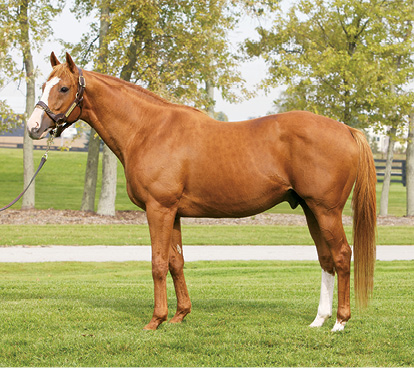 StrutTheStage – Horse Canada