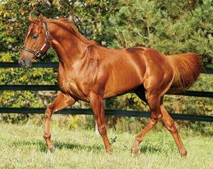 Leonnatus – Horse Canada