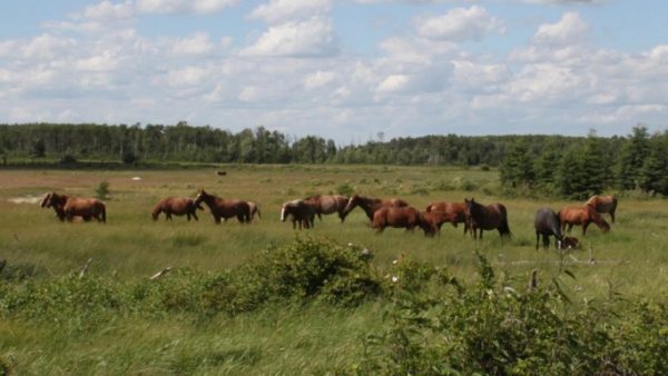 Bronson Forest Herd of Saskatchewan: Their Struggles to Stay Alive