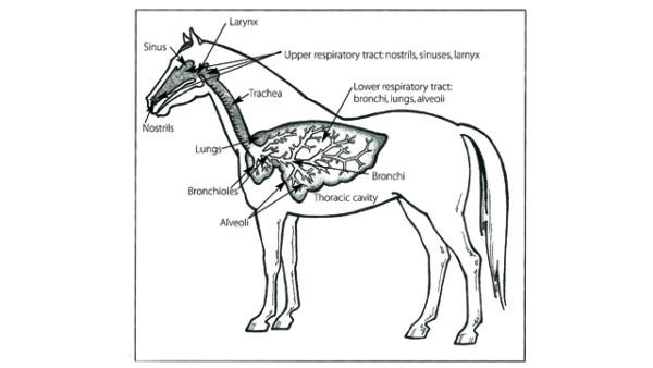 Cough! Cough! Equine Respiratory Infections and Heaves
