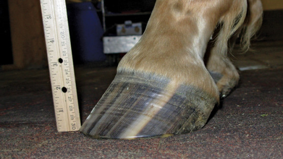 Hooves and How to Maintain Their Healthiness for Life