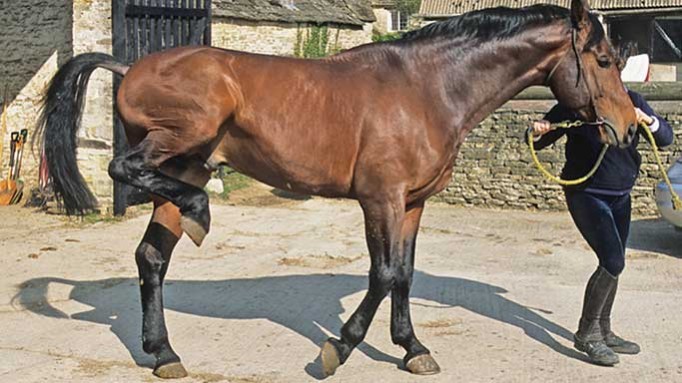 Stringhalt: How to Make a Diagnosis, the Different Types, and Treatments