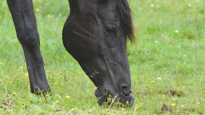 Poison and Toxic Weeds That can be Found in a Horse's Pasture