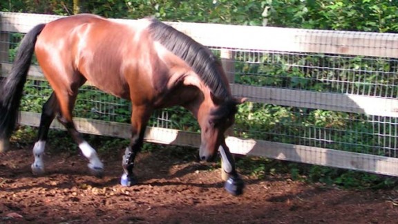 Natural Horsemanship and an Investigative Look at the Science Behind it