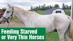 Weight Gain and Formulating a Feed Program for an Underweight Horse