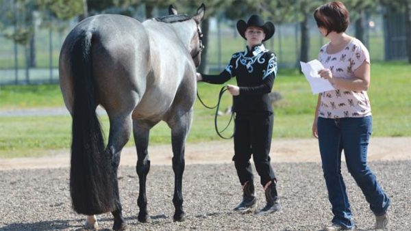 Showmanship at Halter – Horse Canada