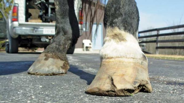 White Line Disease: Inside a Horse's Crumbling Hoof