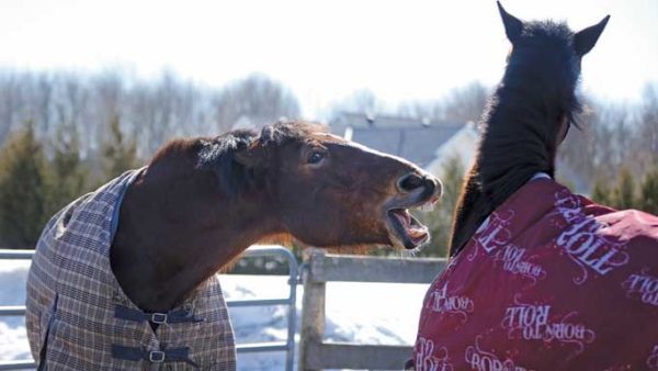 Emotions in Equines: What We Know and What We Think We Know