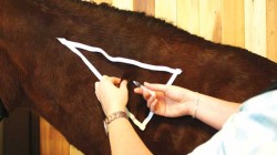 Injections For Horses and How To Do It Yourself: Types and Cautions