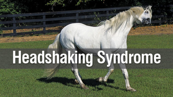 Headshaking Syndrome: Causes, & Attempts at Prevention and Treatment