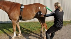 Physiotherapy and the Benefit it Has on Equine Rehabilitation