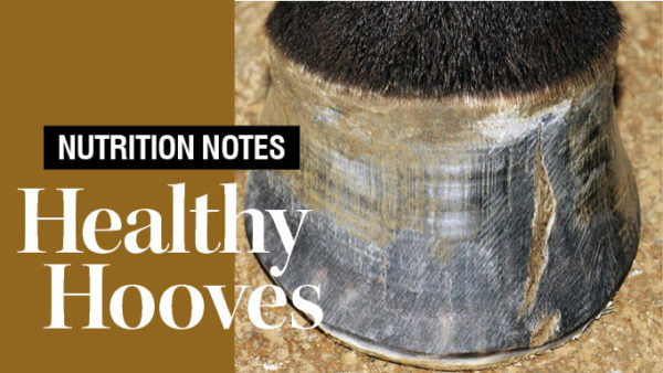 Hoof Health: Nutrition Notes - Feeding for Healthy Hooves