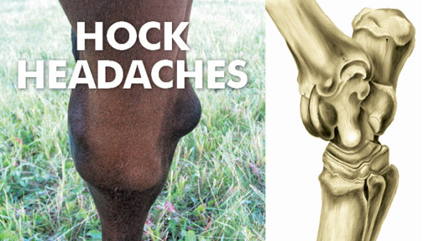 Bog Spavin and Bone Spavin: Equine Hock Headaches