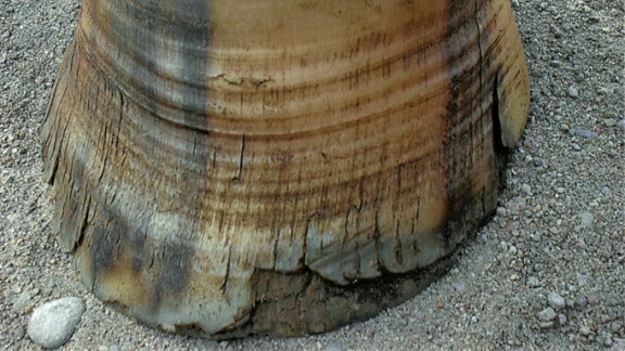 Hoof Problems and Preventions & Repairs for Them