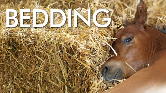 Bedding and How to Choose the Best for Your Horse