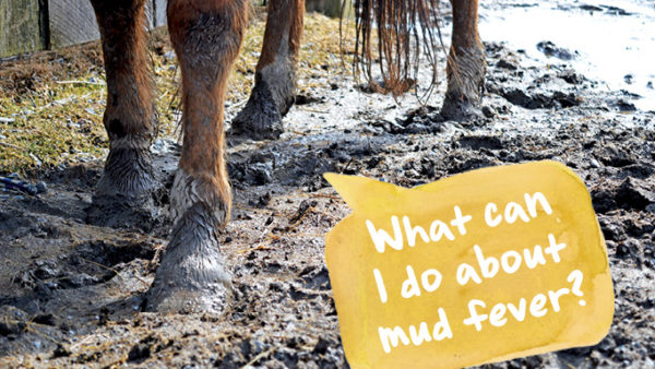 Mud Fever: How It Develops and What You Can Do About It
