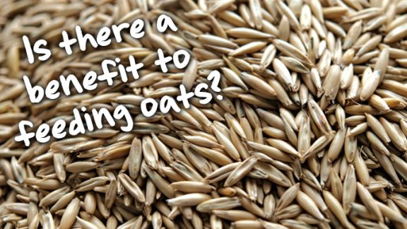 Oats and How Feeding Them Could Possibly Benefit Your Horse