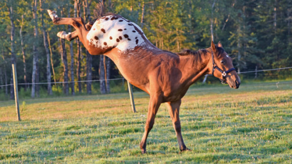 Bucking: Why Horses Do It and How To Stop The Unwanted Behaviour