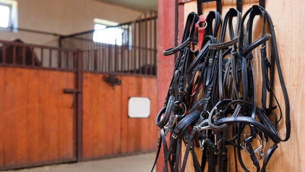 Bridle Fitting Basics: The Different Straps, Parts, and Pieces
