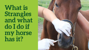 Strangles Treatment, Transmission, Vaccination, Prevention, and More