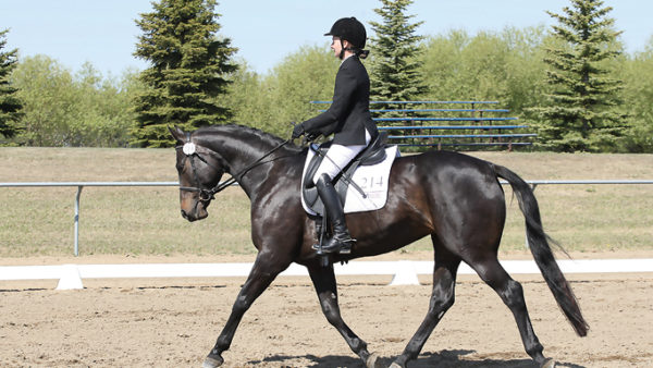 Impulsion Under Saddle and How to Improve Your Horse