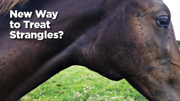 Strangles in Horses ? A Researcher Discovers a New Treatment