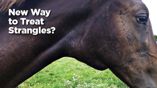 Strangles in Horses ? A Researcher Discovers a New Treatment