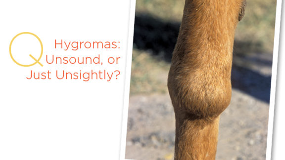 Hygroma: A Sign Your Horse is Unsound, or is it Just Unsightly?