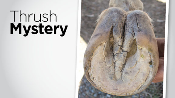 Thrush: Learn How to Get Rid of Chronic Thrush in Horses