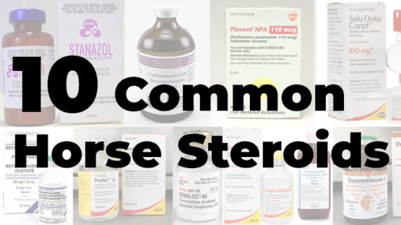 Commonly Used Horse Drugs: 10 Equine Steroids