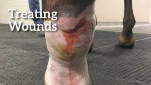 Horse to Treat Different Types of Wounds on Horses
