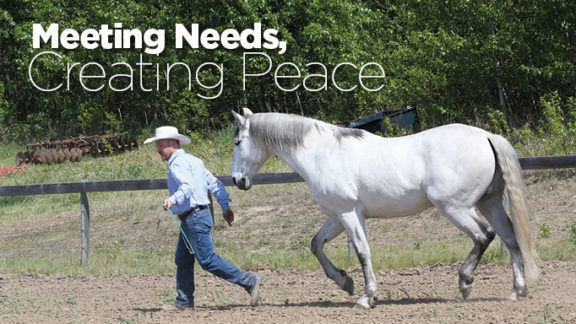 Introducing Meaningful Round Pen Work to Your Horse