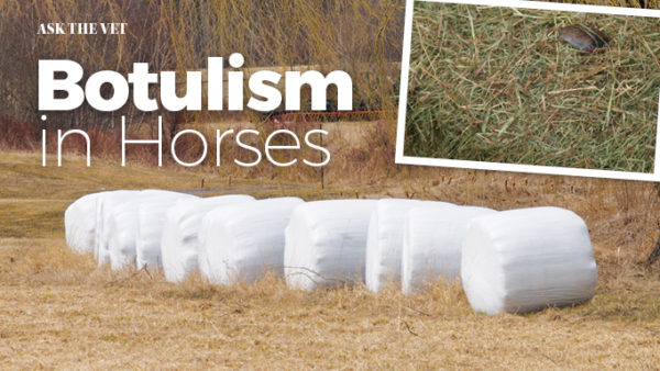 How Horses Can Get Botulism from Eating Contaminated Haylage