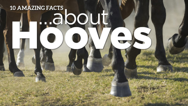 10 Amazing Facts About Hooves You Might Not Know