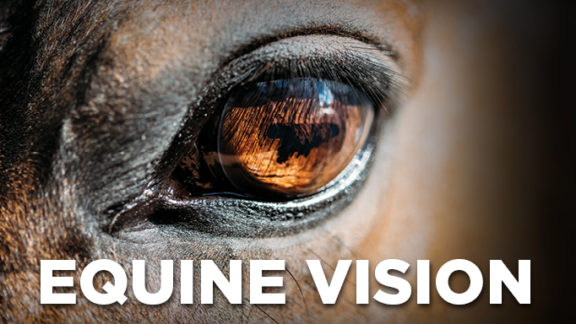 10 Amazing Facts About Equine Vision That You Should Know