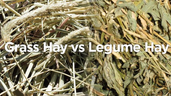 Equine Nutrition Basics: Grass Hay vs Legume Hay