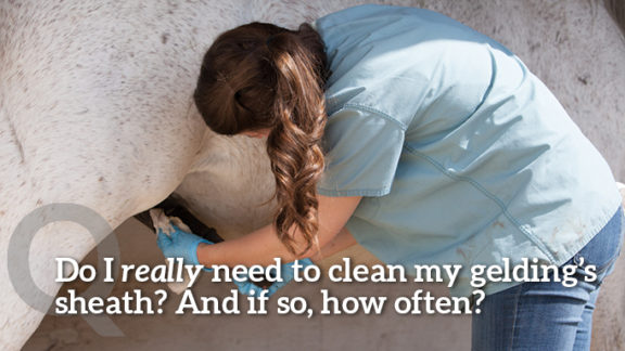 When and How to Clean a A Horses's Sheath for Good Health