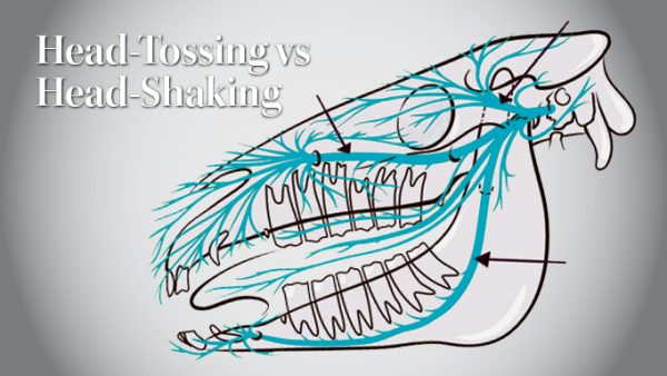 The Difference Between Head-Tossing and Head-Shaking in Horses
