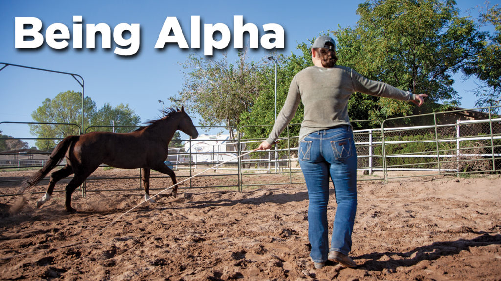 Exploring the Dominance Theory In Horse Training