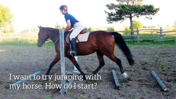 A Beginner's Guide to Teaching a Horse How to Jump