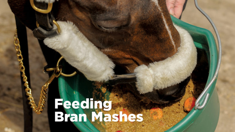 The Dos and Don’ts of Feeding Horses Bran Mash