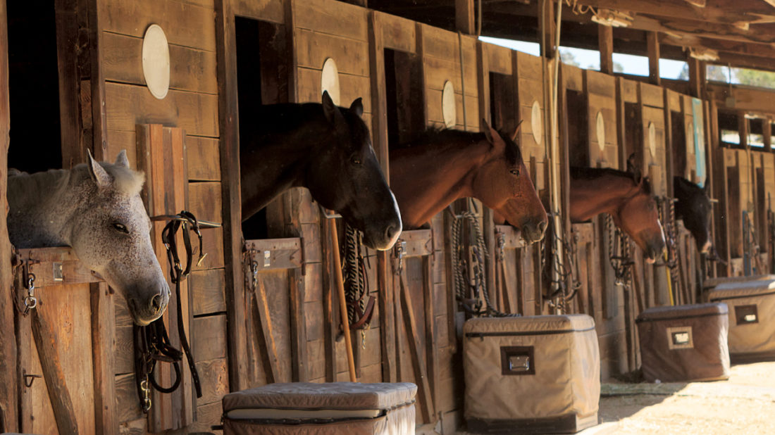 Equine Welfare: Can You Tell If Your Horse is Happy?