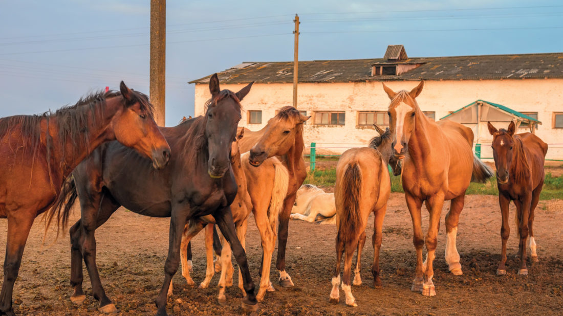 Too Much Love: Animal Disorder Hoarding Explained