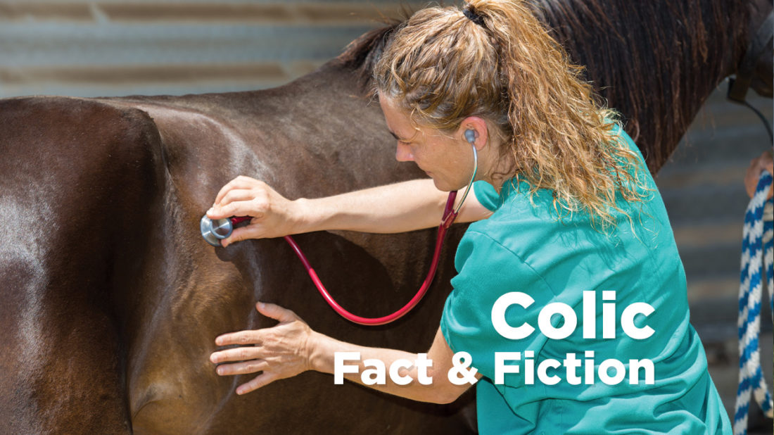 What Should You Do if Your Horse Experiences Colic?
