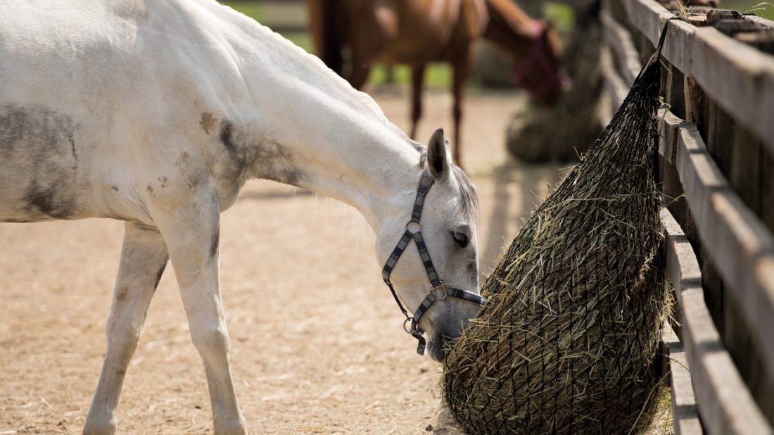 Get Expert Tips for Feeding a Horse with Equine Asthma