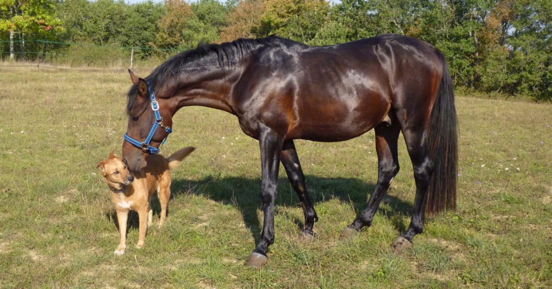 Dog & Pony Show: New Study Sheds Light on Interspecies Play