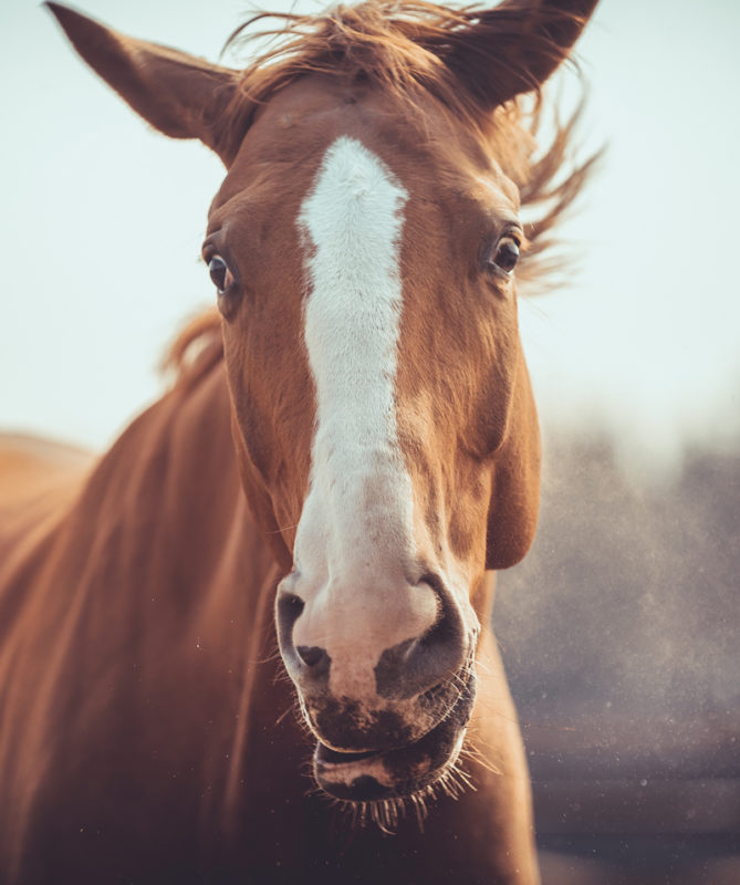 The Crazy Chestnut Mare and Other Horse Facts and Fictions